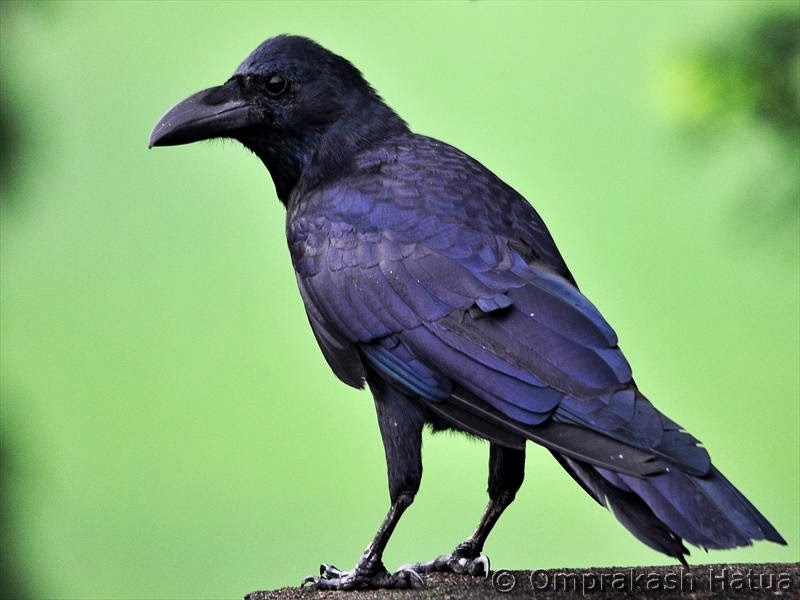 Indian Birds Photography: [BirdPhotoIndia] Eastern Jungle Crow