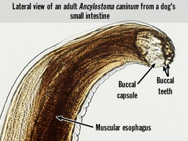 Lecture Notes in Medical Technology: Lecture #4: THE HOOKWORMS