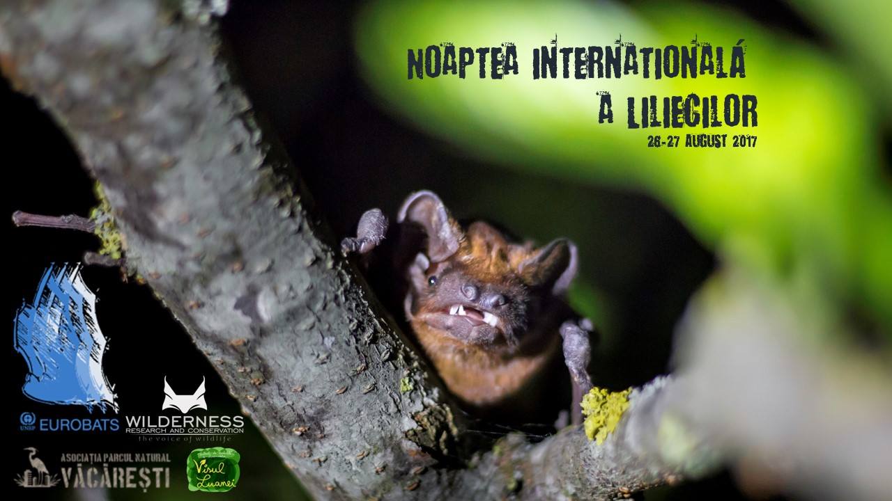 ce fac in weekend...: Noaptea internationala a liliecilor