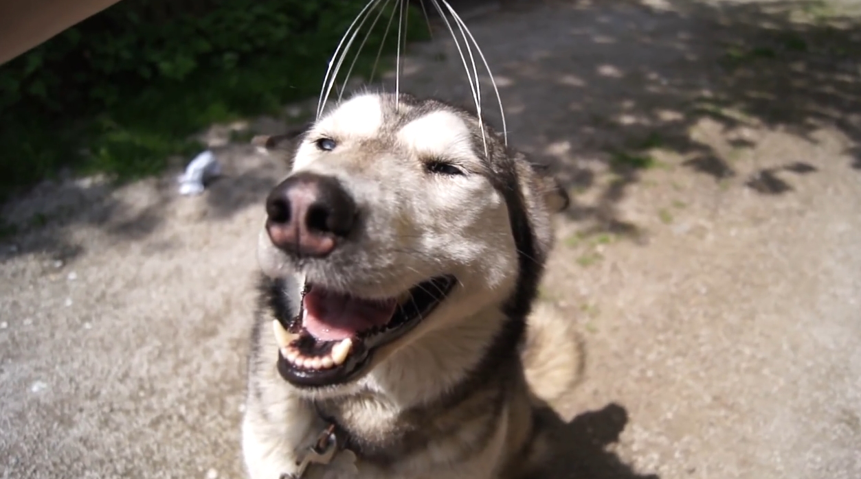 Nerdices e Mulherzices: Quickie - DOGS CATS DOGS