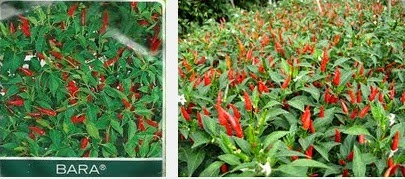 Griya Hidroponikku: MACAM MACAM CABE