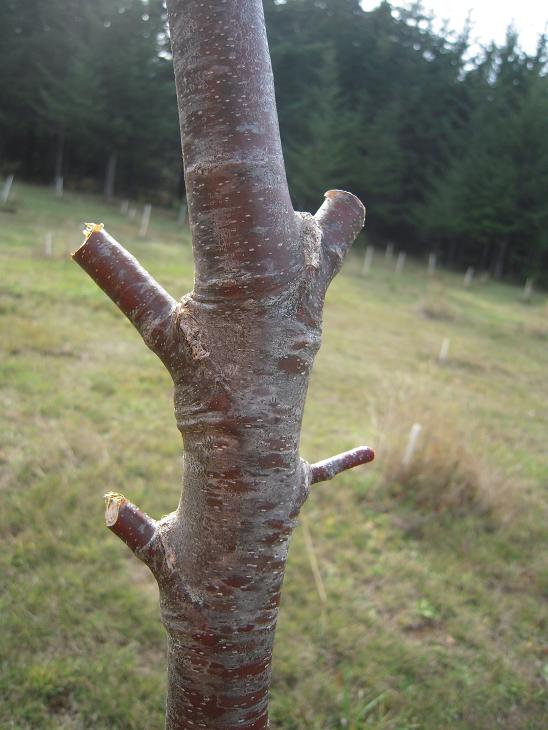 Bandon Berry Farmer: PRUNING CHESTNUT AND RED CEDAR TREES!!