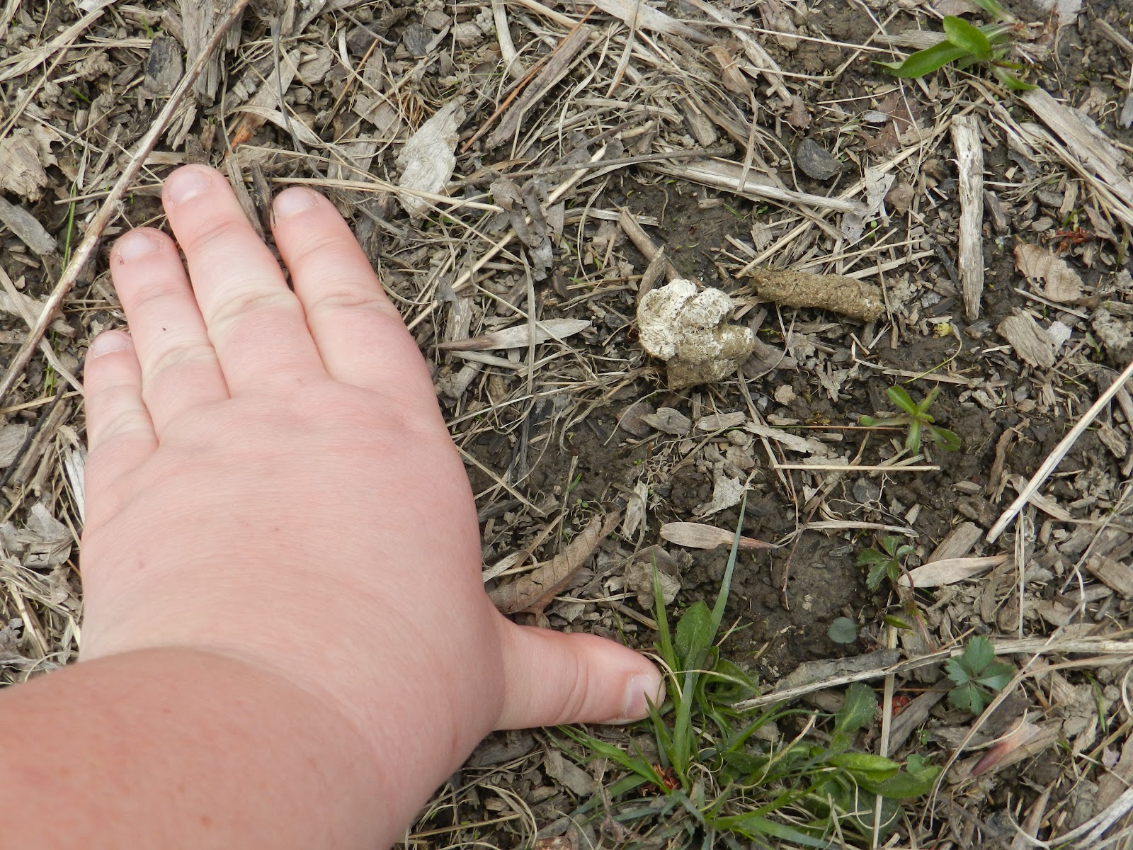 Nature in a Nutshell: What Shat That Scat?