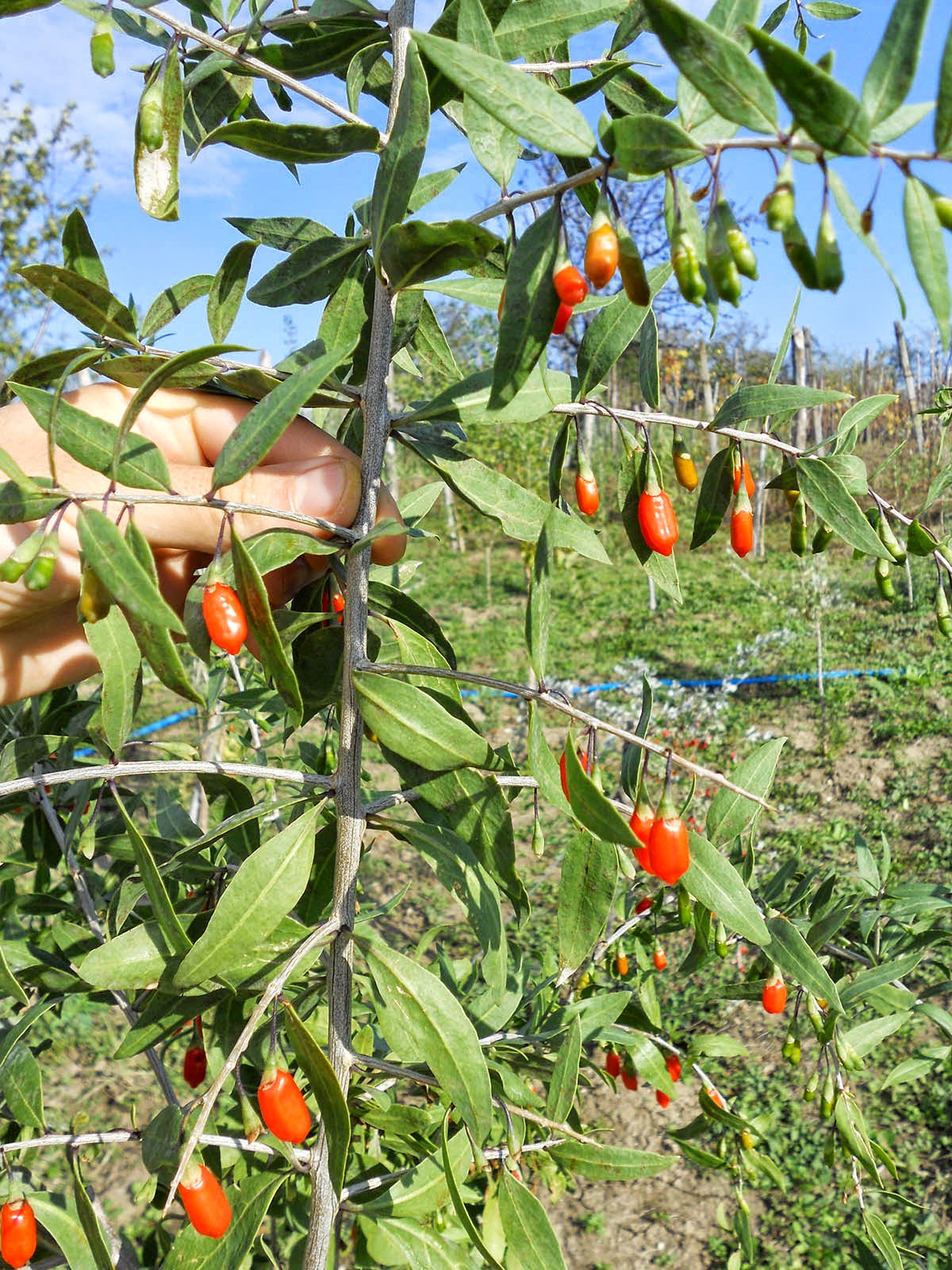 Goji | PLANTE GOJI DE CALITATE | FRUCTE GOJI | PLANTE ARONIA: Imagini goji