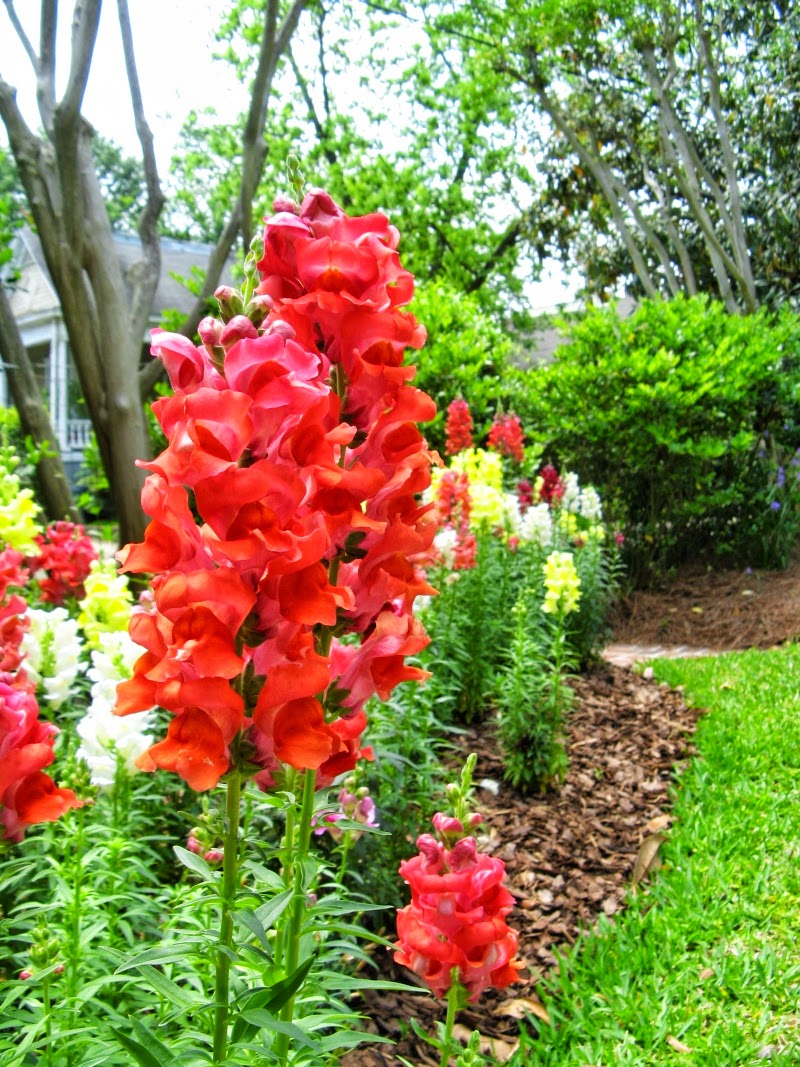SNAPDRAGON FLOWER photos - wallpapers | the fun bank