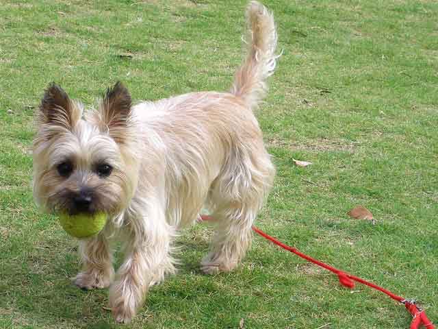 Terrier Dog Breeds Pictures and Information