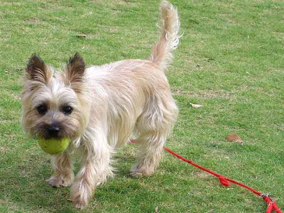 Terrier Dog Breeds Pictures and Information
