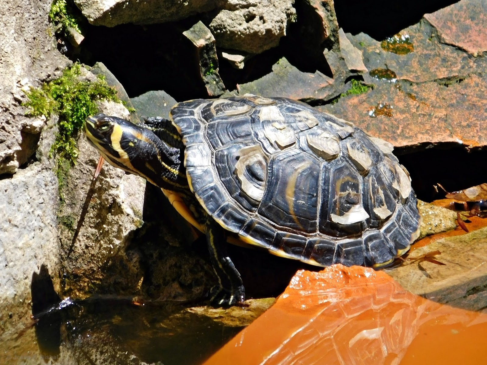 Sargantanes i Dragons: Trachemys scripta - Tortuga pintada