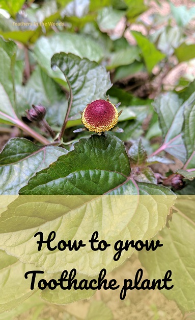How to grow and use Toothache plant - Feathers in the woods