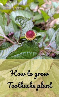How to grow and use Toothache plant - Feathers in the woods