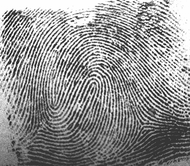 Forensics Blog: Fingerprinting: Shapes/Patterns of prints