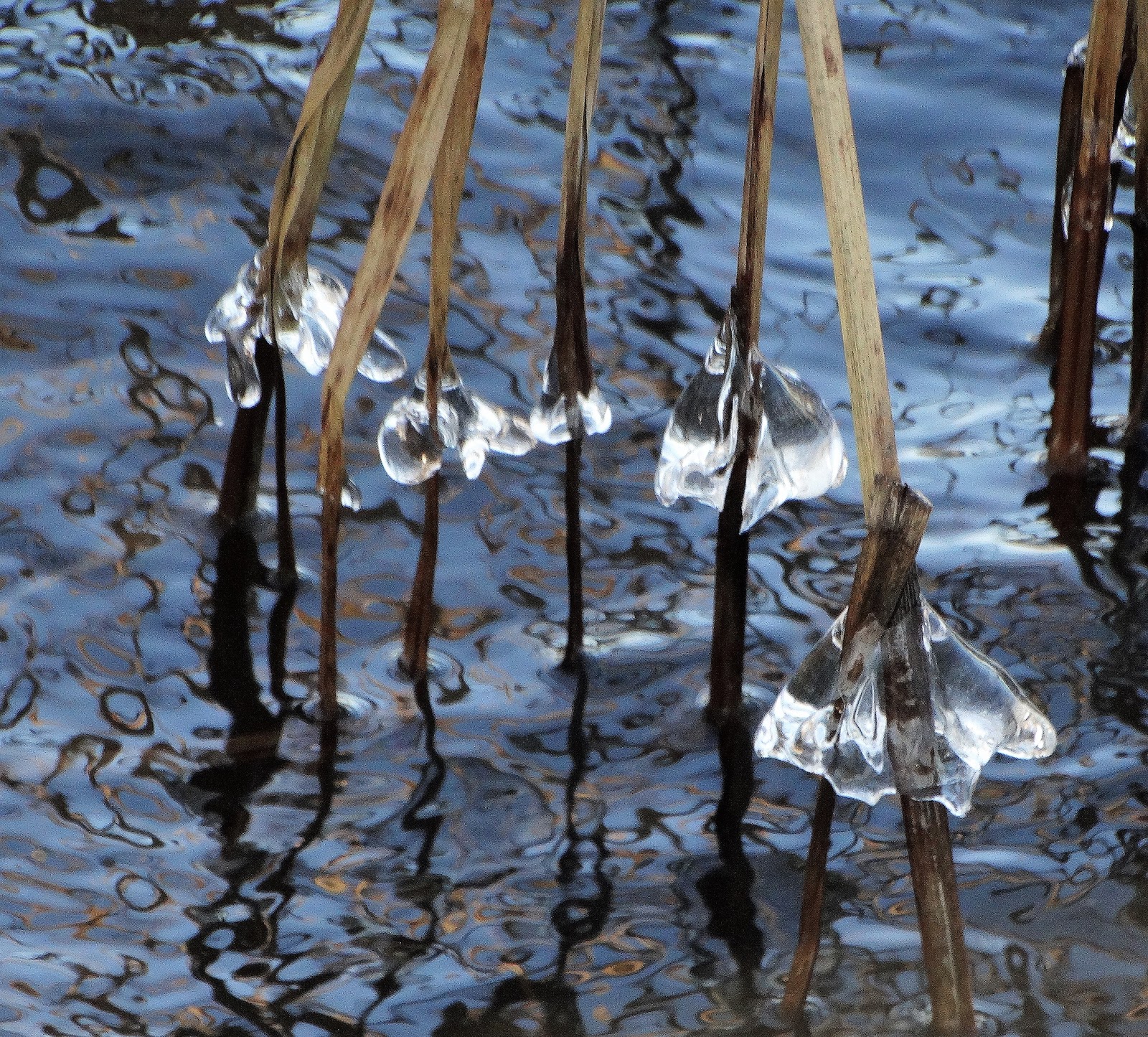 oog voor de natuur: Spel van golvend water, riet en ijs.