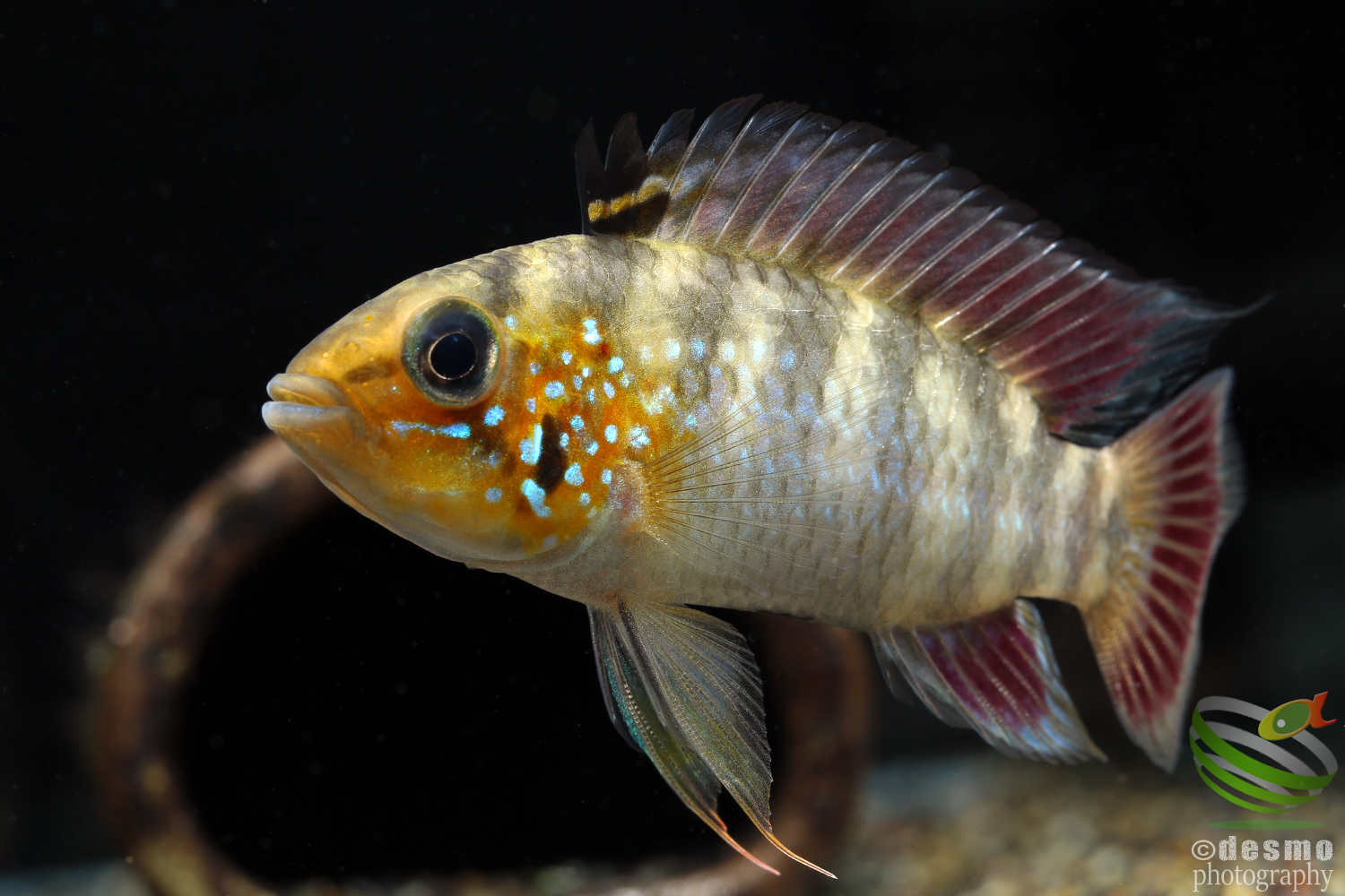 適切かつ妥当に | アピストグラマに魅せられて