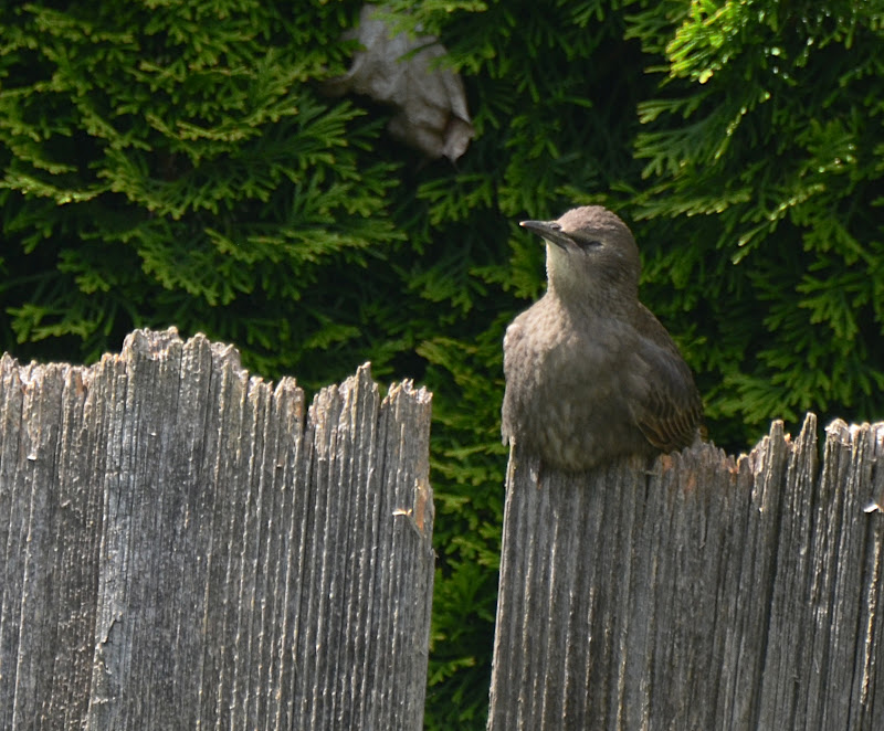 Oregon Backyard Birds, etc.: Growing Up Time