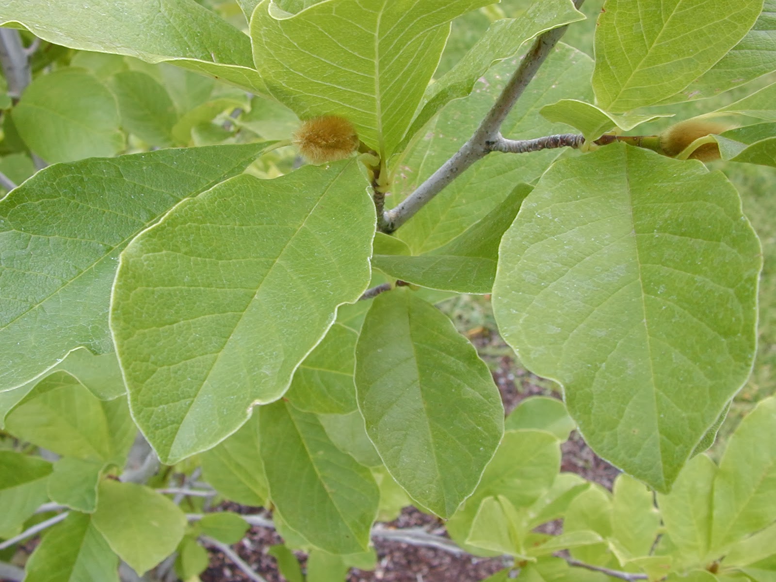 Trees of Santa Cruz County: Magnolia x loebnerii 'Merrill' - Merrill ...