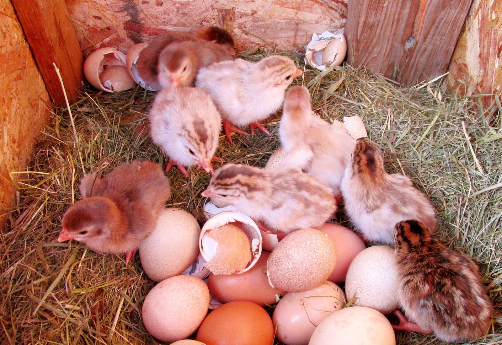 Lally Broch Farm: A Maine Family Homestead: Hatching Guinea Keets ...