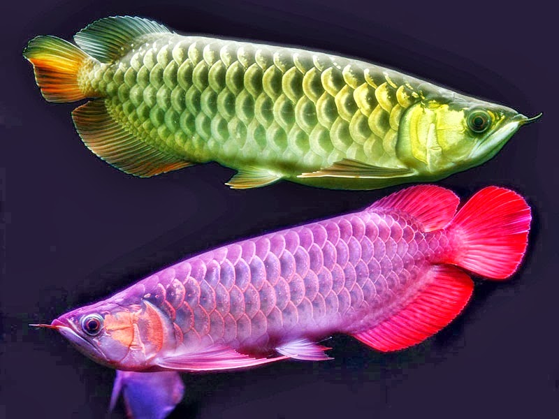 AKUARIUM UNIK: Ikan-ikan yang dipercaya Membawa hoki dan keselamatan ...