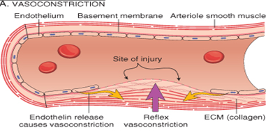 MBBS Medicine (Humanity First): Normal Hemostasis