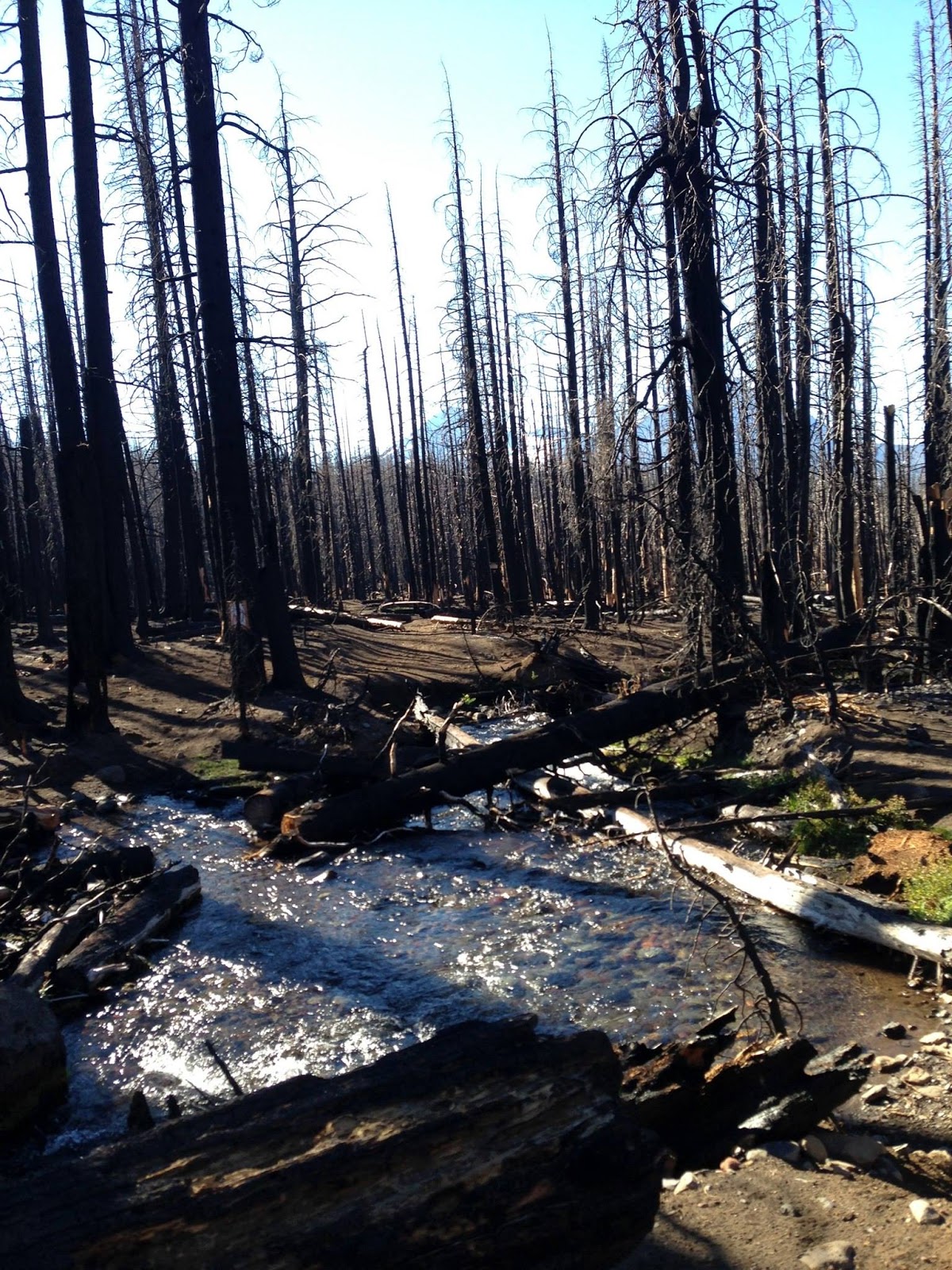 Fire Ecology: Three Sisters Wilderness