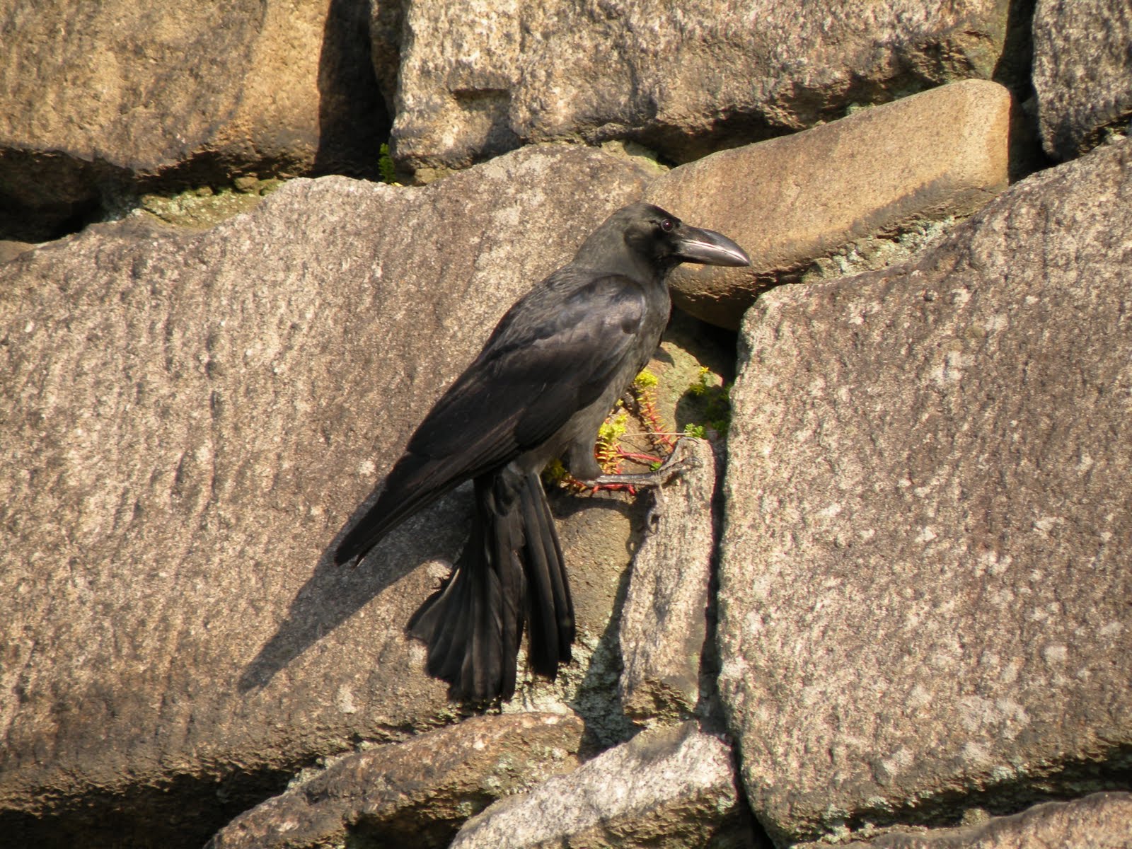 BirdingGirl: Large-billed Crow pictures from Japan