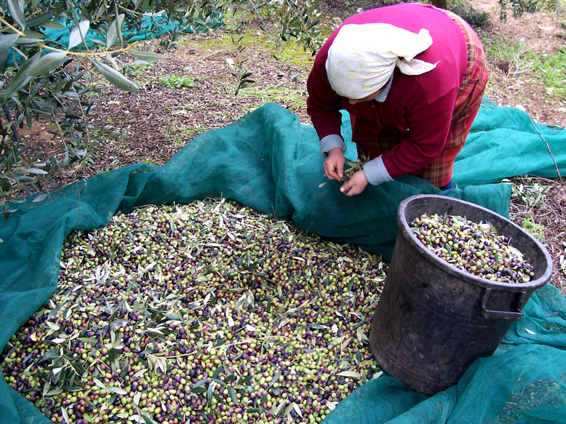 New Tuscan Experience Blog: It's Olive Harvest Time in Tuscany