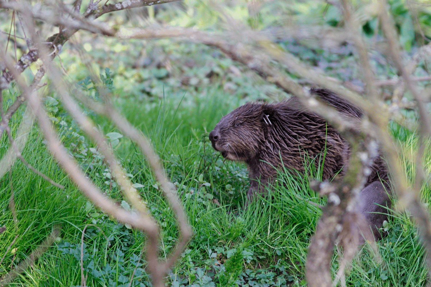 Cream Tea Birding: Hilarious Beavers