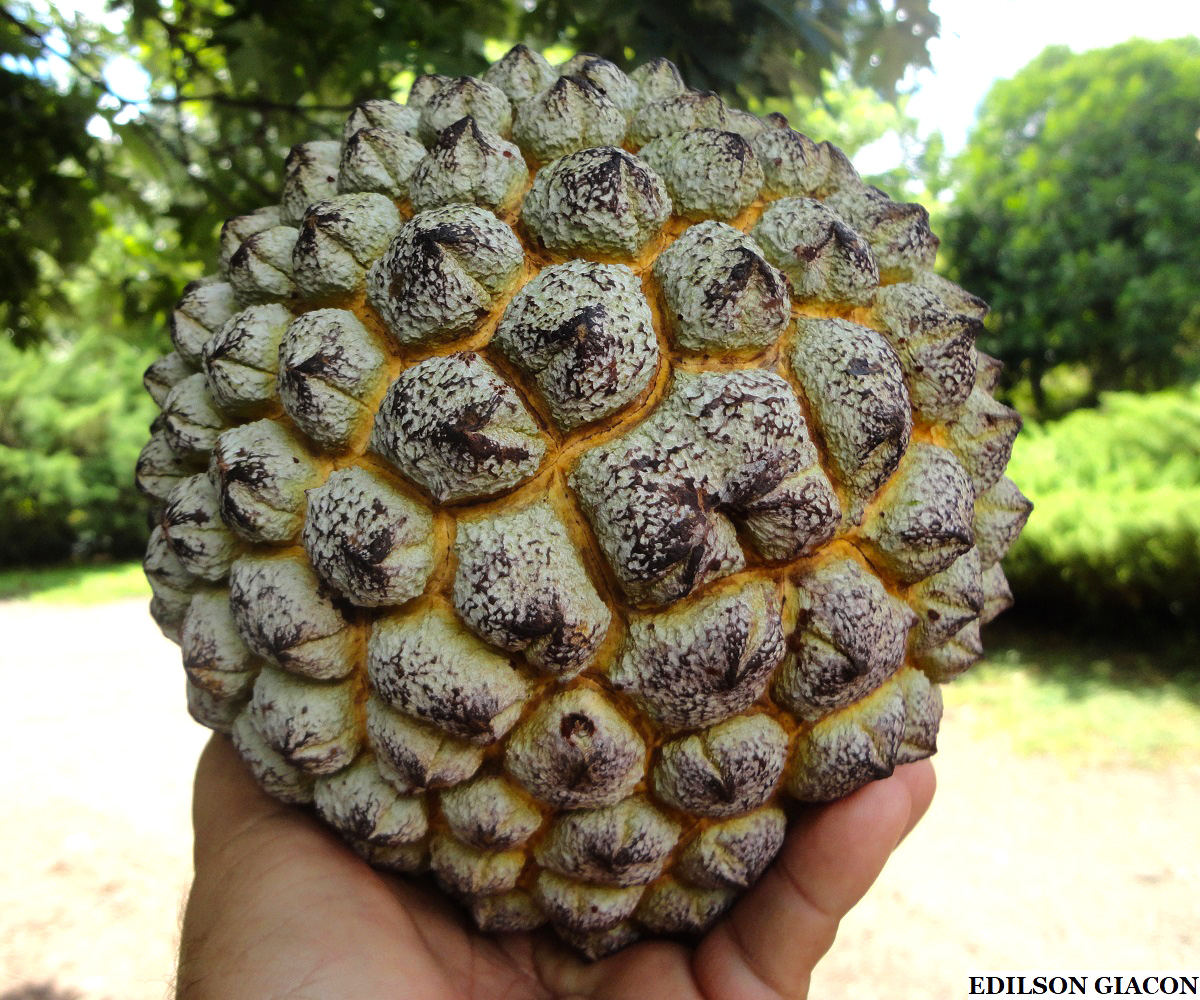 Viveiro Ciprest - Plantas Nativas e Exóticas: Marolo do Cerrado ...