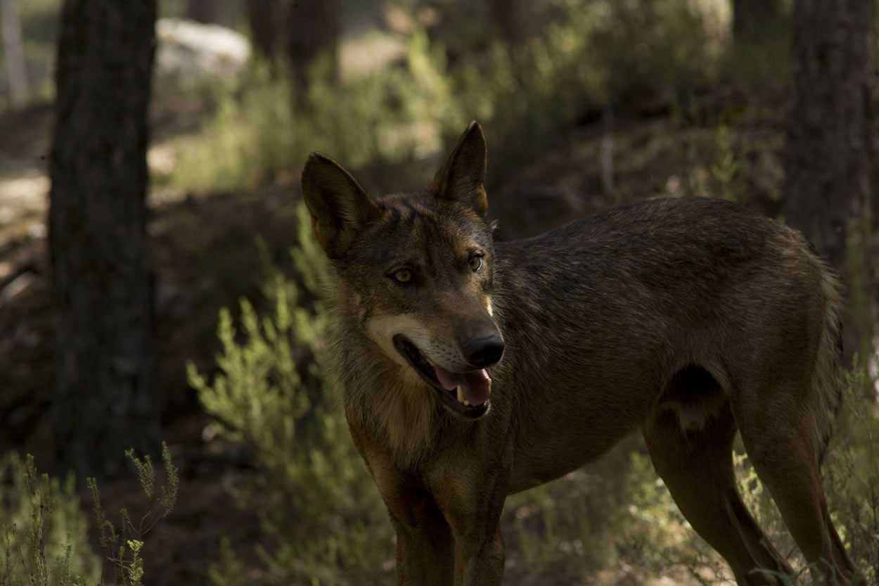 GATONEGRO: Matar lobos, destruye los ecosistemas