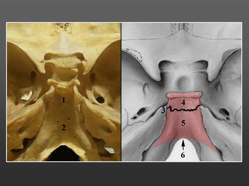Asymmetry of the Modern Human Endocranium: Placing the fixed landmarks ...