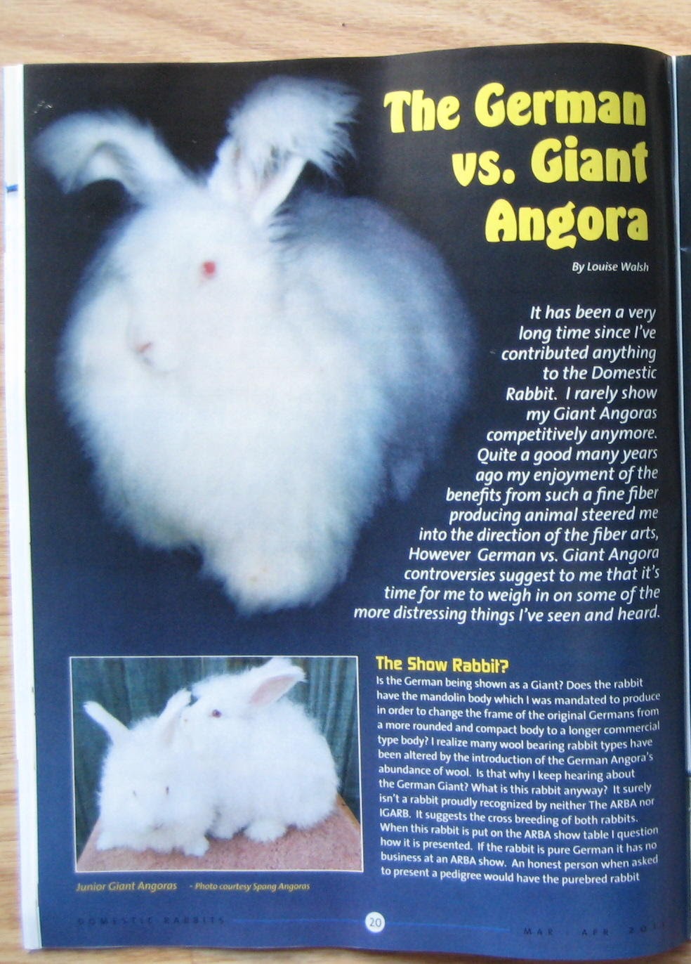 Giant German Angora Rabbits