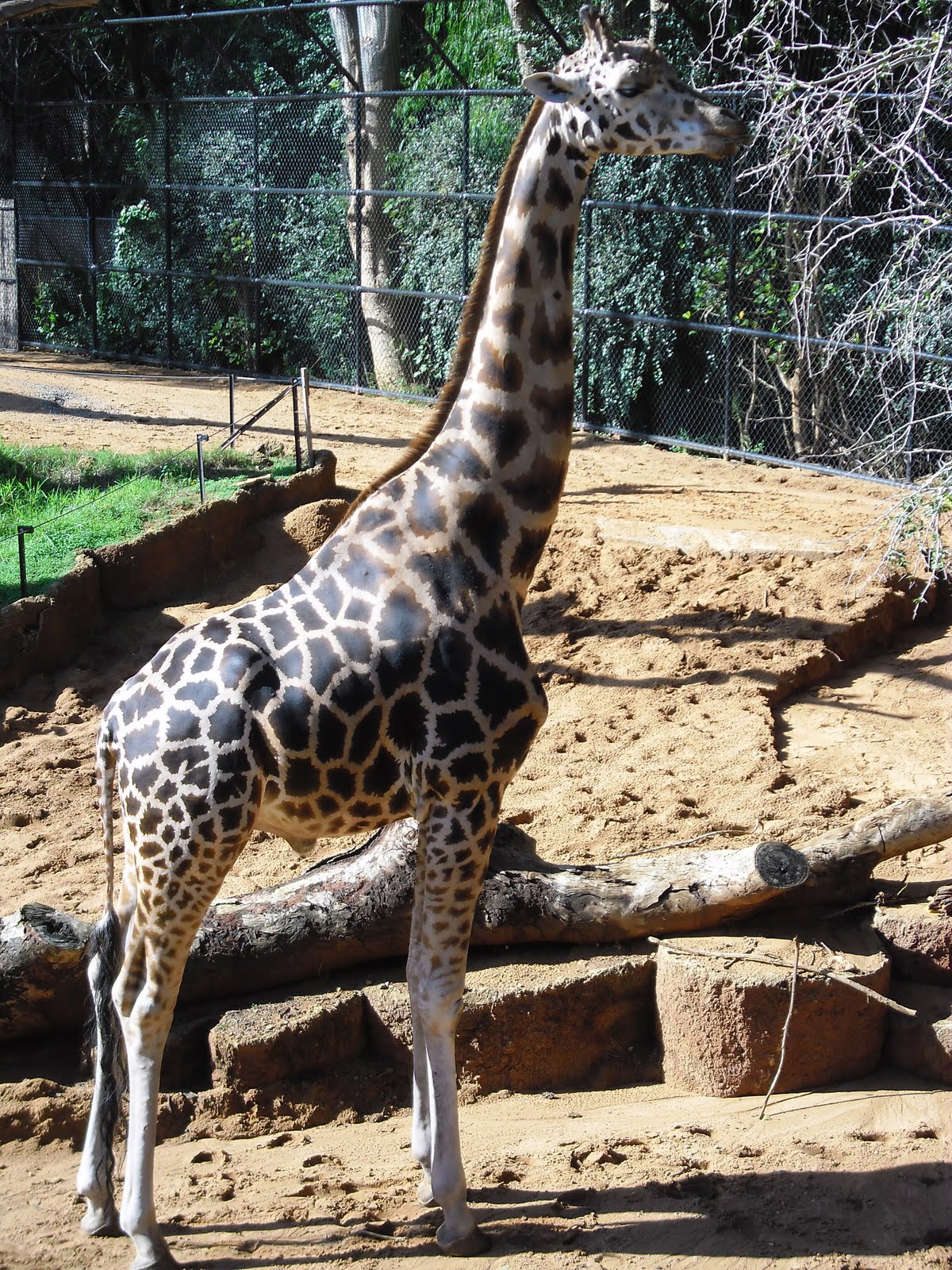 The Great Western Escape: Perth Zoo