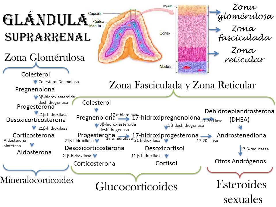 Fisiologia Humana: Glandula Suprarrenal