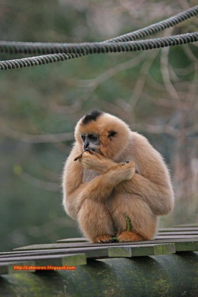 Monyet Gokil : Merokok | Cabenews : Portal Berita Global Gokil