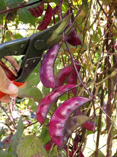 En el jardin: Dolichos lablab: llegó para quedarse