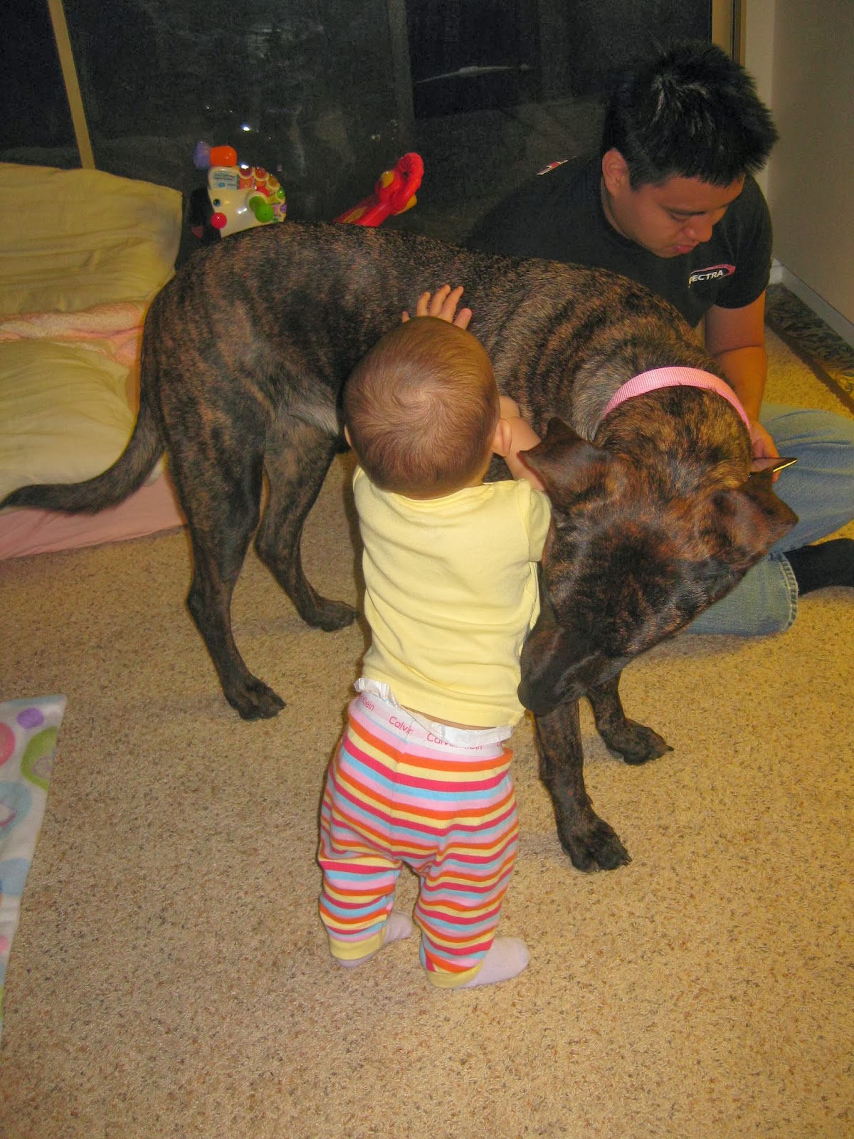 Paws In Progress: Prepping your dog for a new baby