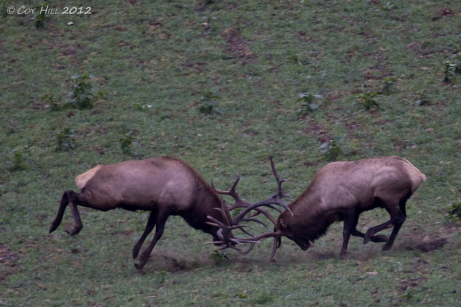 Country Captures: The Battle of the Titans: Pennsylvania Elk Fight