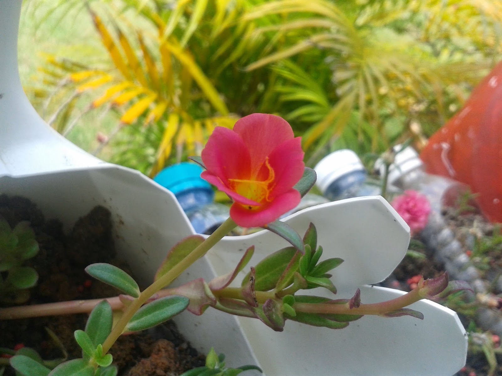 Permata: Bunga penghias laman : Ros Jepun