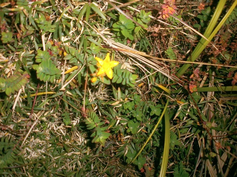 SCALING MOUNT PULAG-AN OVERDUE BIRTHDAY GIFT TO MYSELF FOR 11 1/2 YEARS