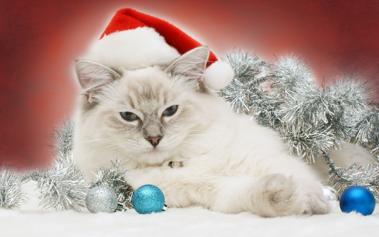 Les chats: Joyeux Noël