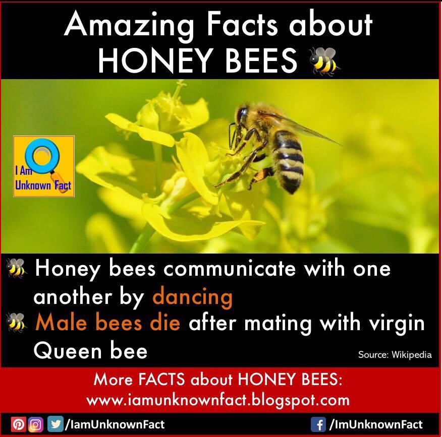 Amazing Facts About HONEY BEES amazing-facts-about-honey-bees