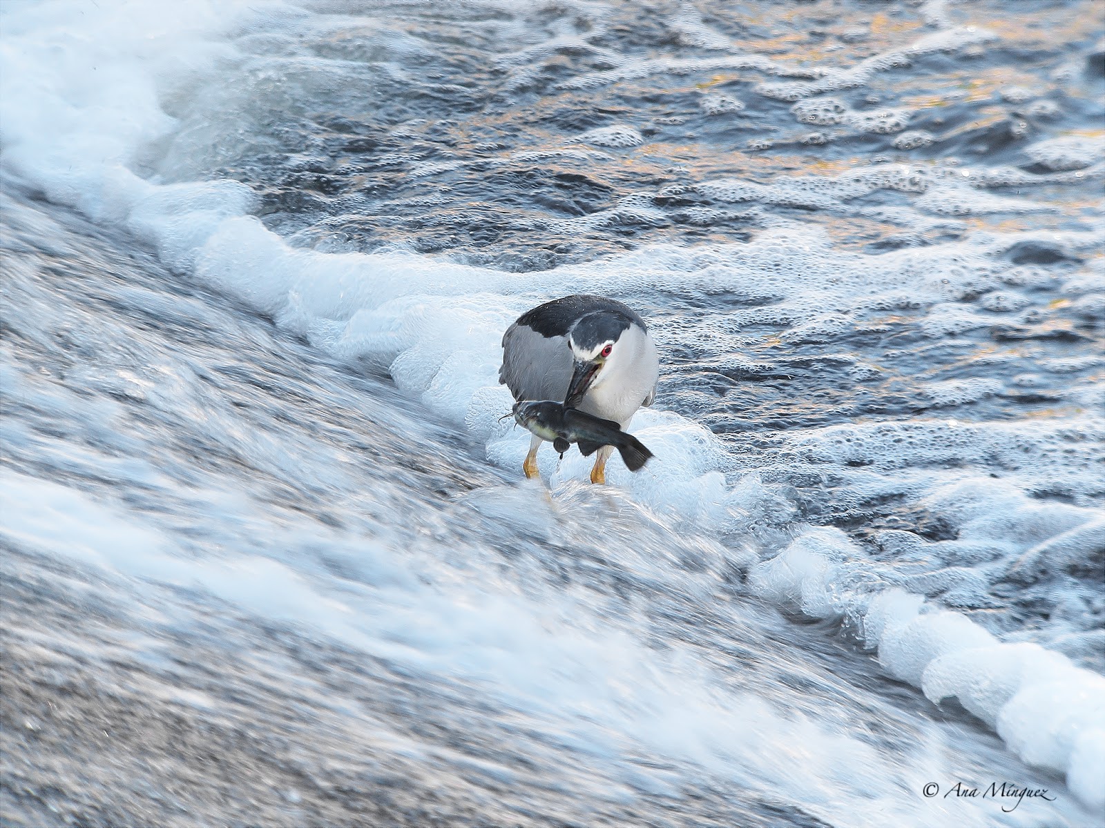 NATURANAFOTOS: De pesca con el Martinete