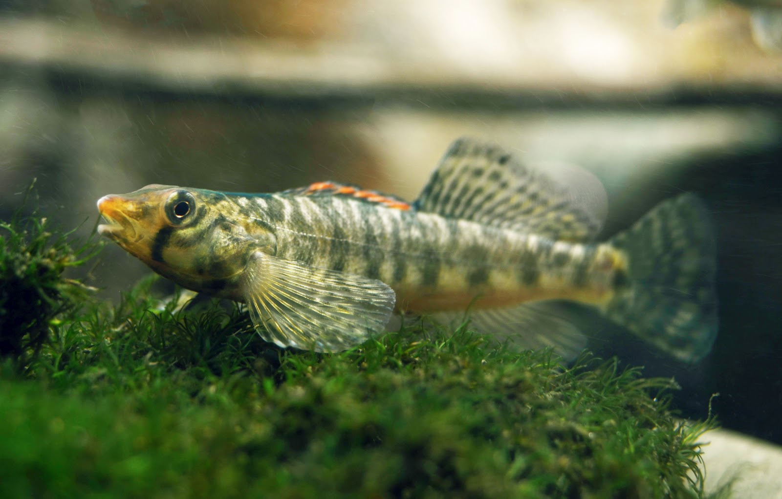 Virginia Fishes: Candy darters (Etheostoma osburni) in Big Stony Creek