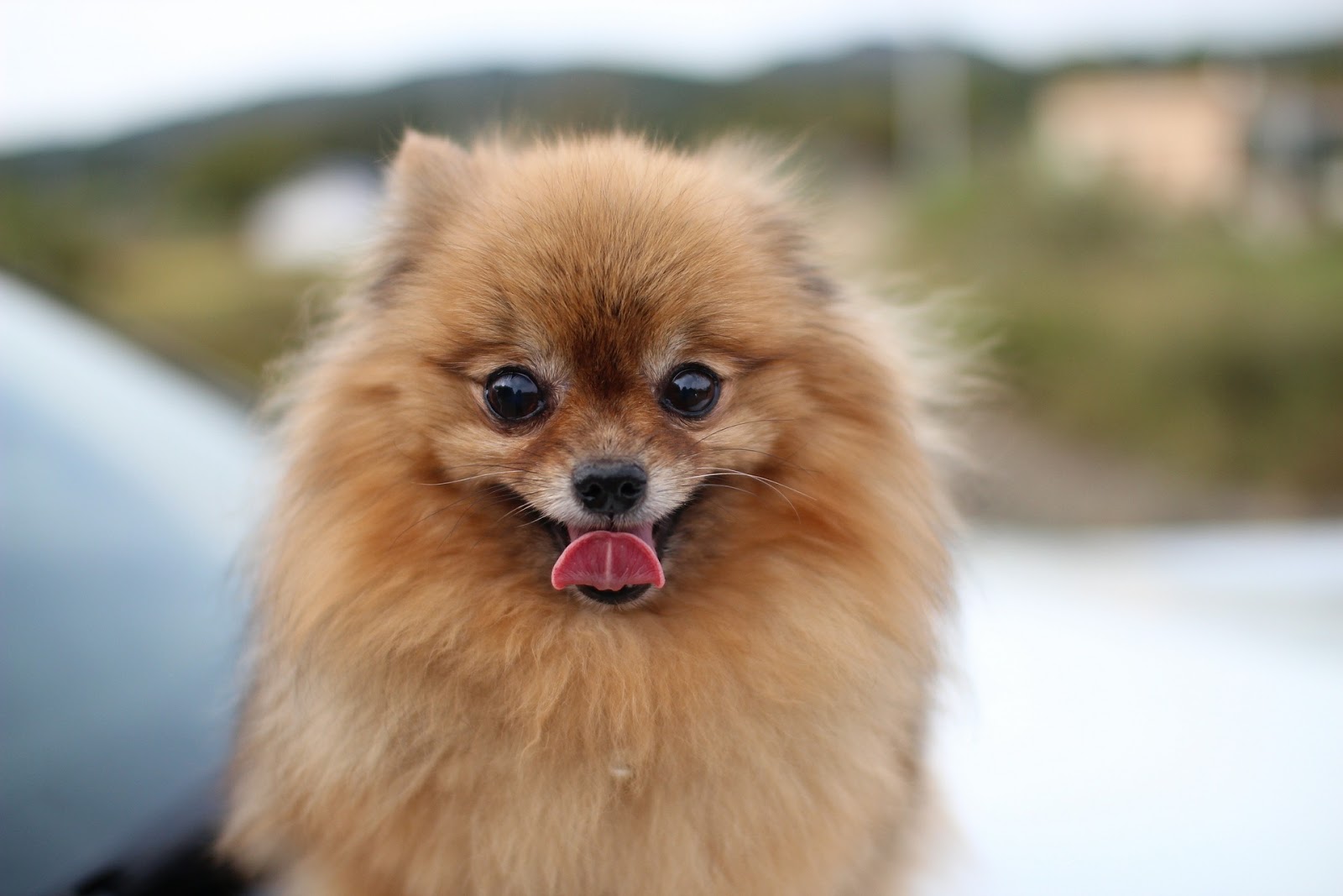 10 Cute Mini Dog Breeds That Will Make You Smile | Tiny Dog Breeds