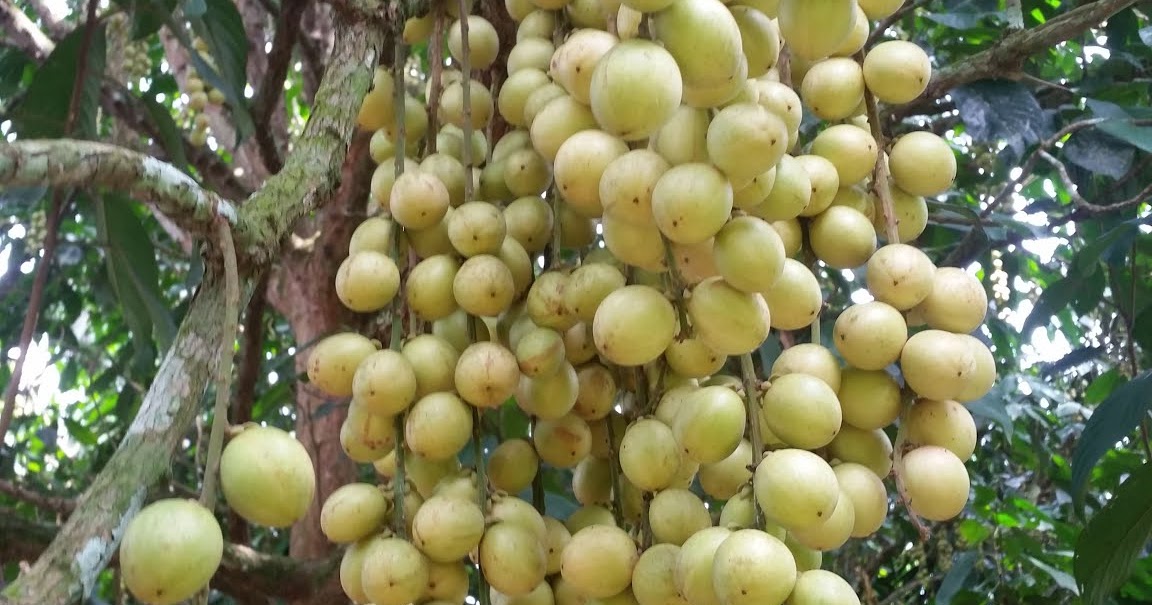 Warisan Petani: Buah Rambai.