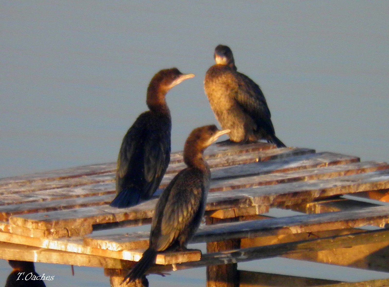 PASARI DIN ROMANIA: CORMORAN MIC, Microcarbo pygmeus
