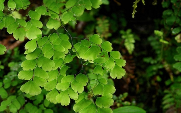 Suplir (Adiantum sp) | Tanaman Hias Lanskap