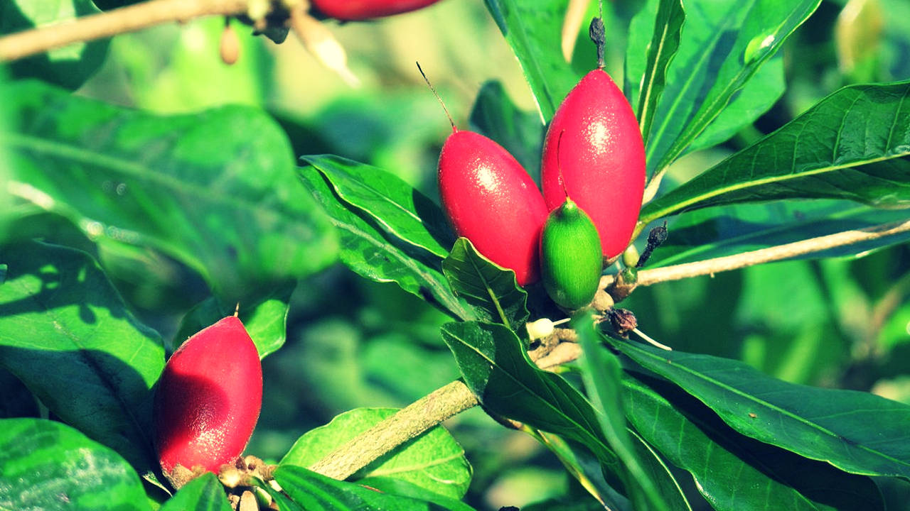 Cara Menanam Buah Ajaib, Menyemai Biji Dan Stek Miracle Fruit