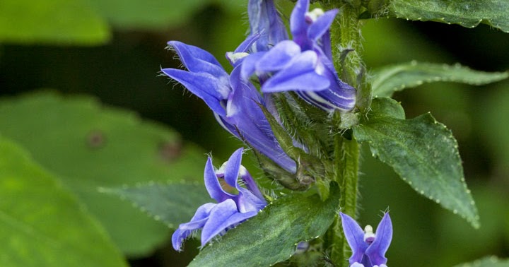 "What's Blooming Now" : Double Lobelia