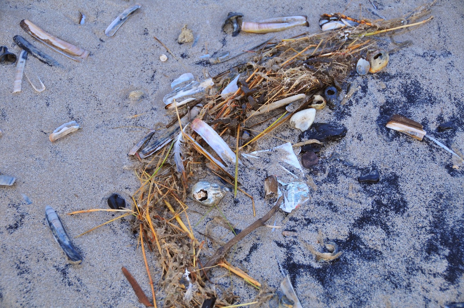 moments of perfect clarity: detritus on the beach as a metaphor for life