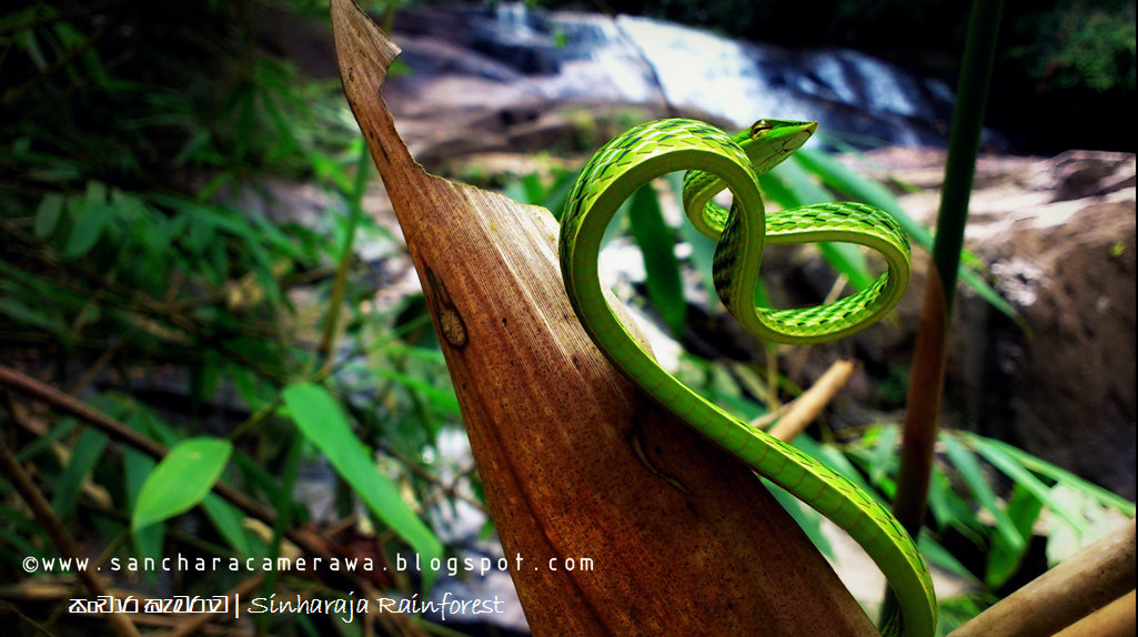 සංචාර කැමරාව | Sanchara Camerawa : සිංහරාජයේ පුරාණ ගම්මාන | Pitadeniya ...